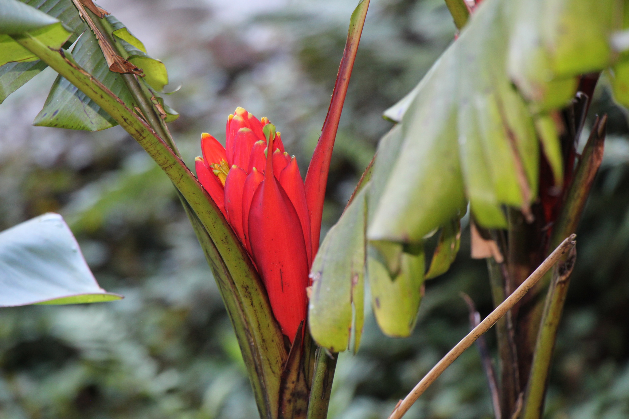 Musa coccinea Andrews