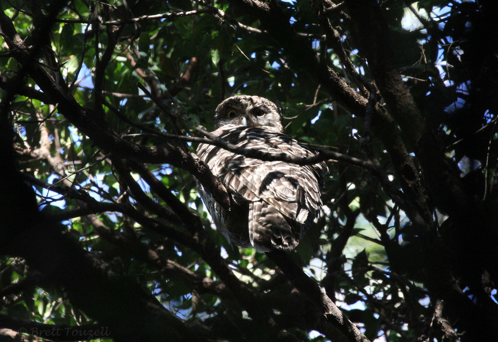 Powerful Owl in July 2021 by Brett Touzell · iNaturalist