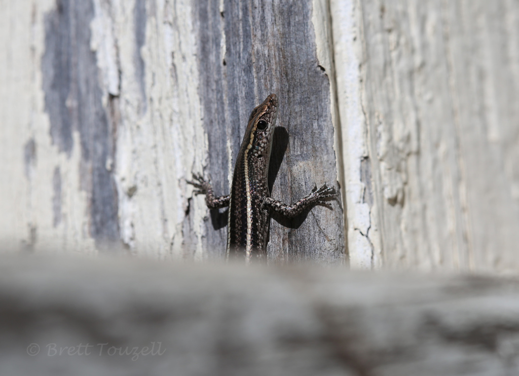 Elegant Snake-eyed Skink from Scone NSW 2337, Australia on May 16, 2021 ...