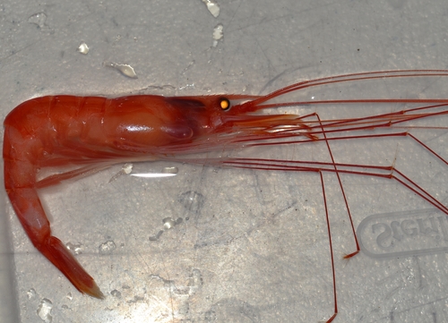 Genus Nematocarcinus · iNaturalist