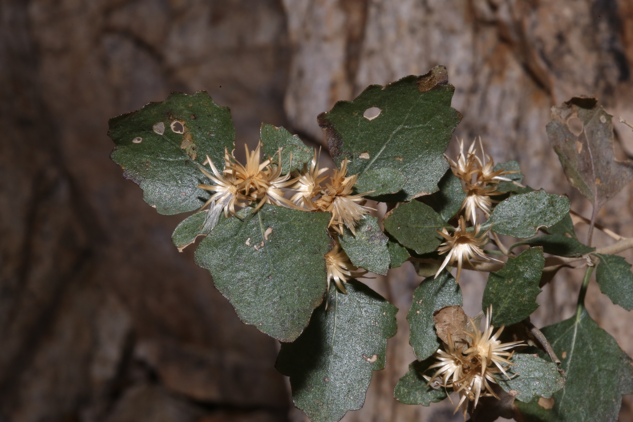 Brickellia baccharidea A.Gray