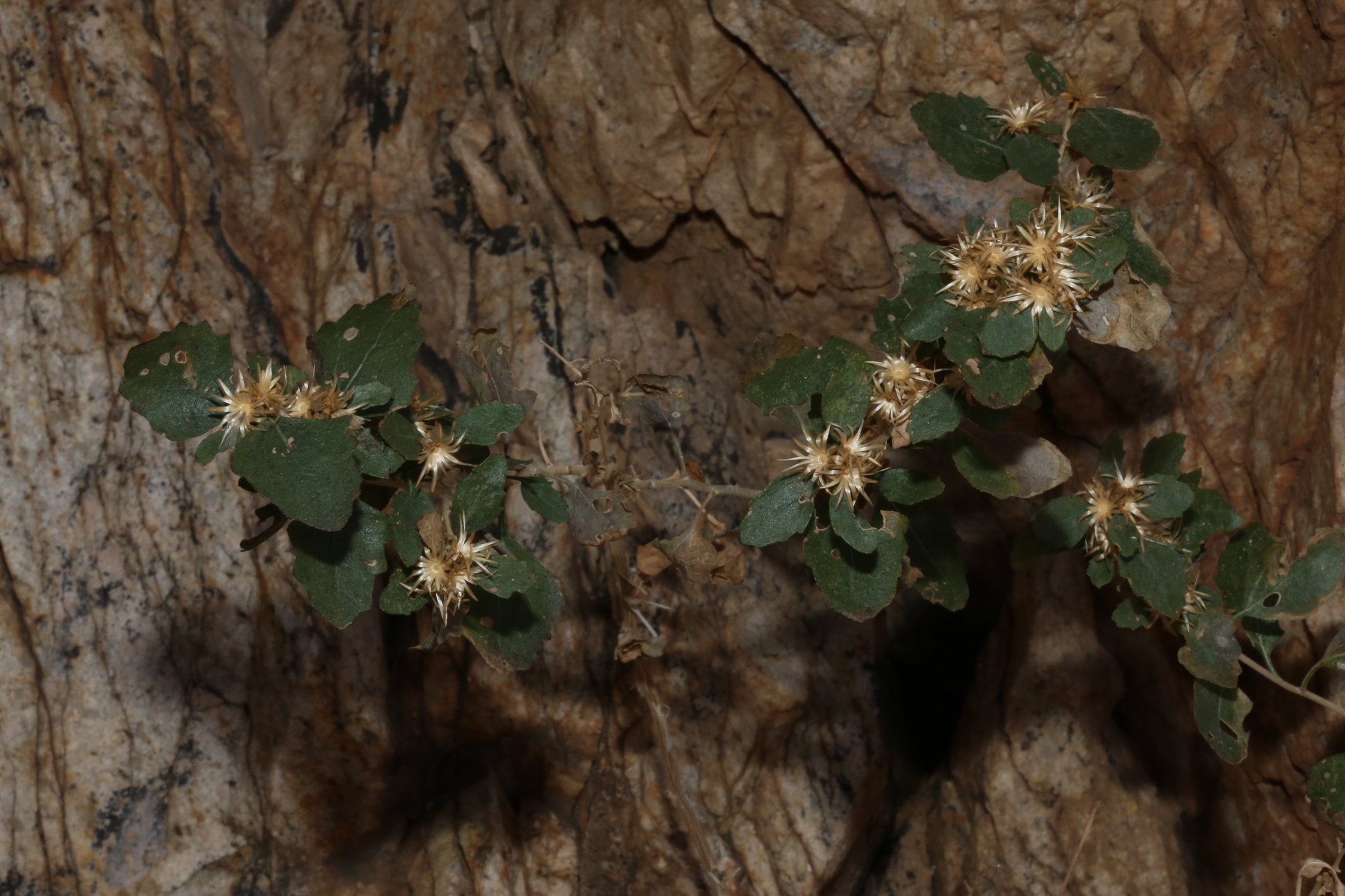 Brickellia baccharidea A.Gray
