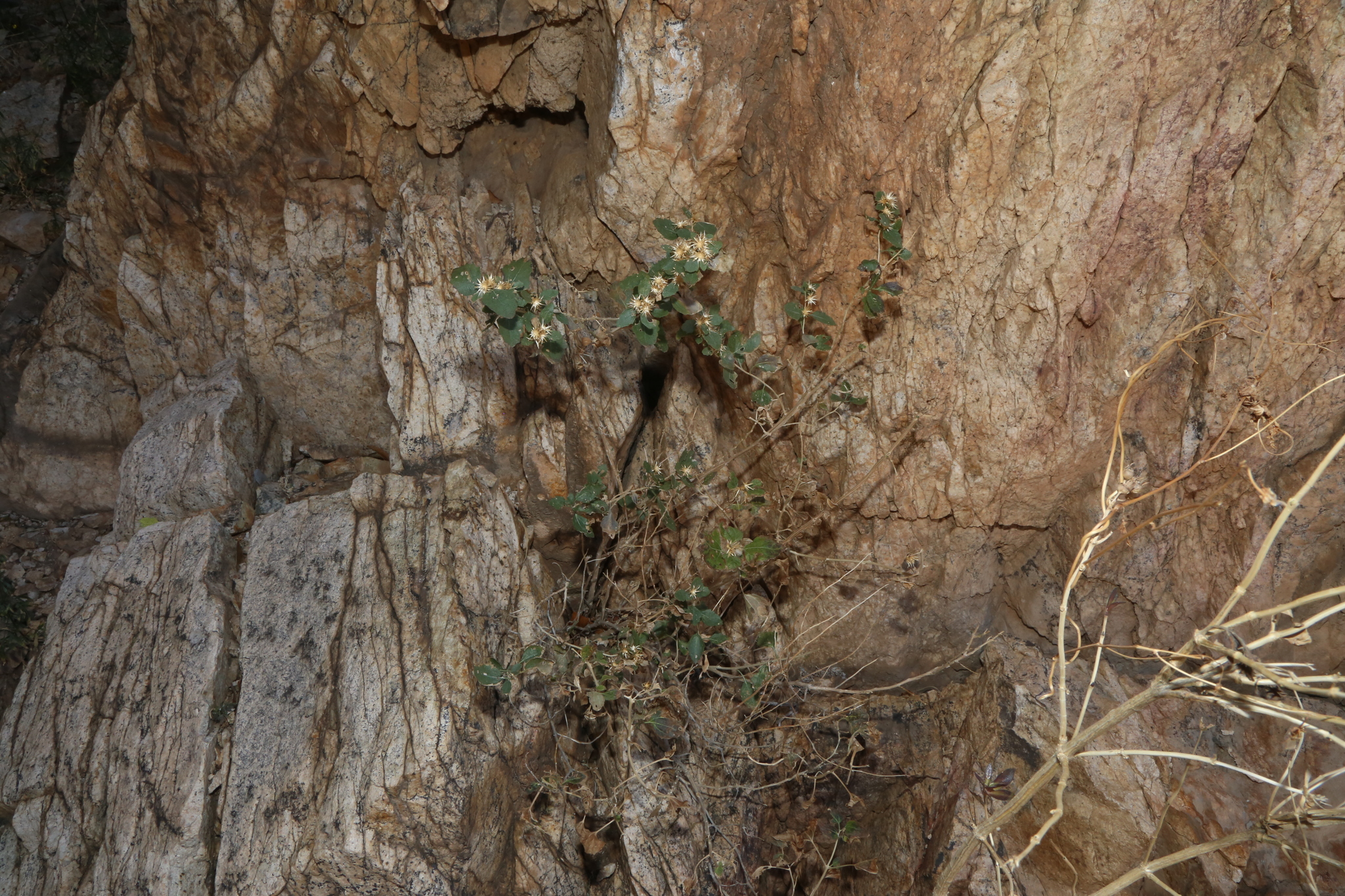 Brickellia baccharidea A.Gray