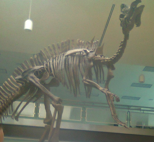 Magnapaulia laticaudus · iNaturalist United Kingdom