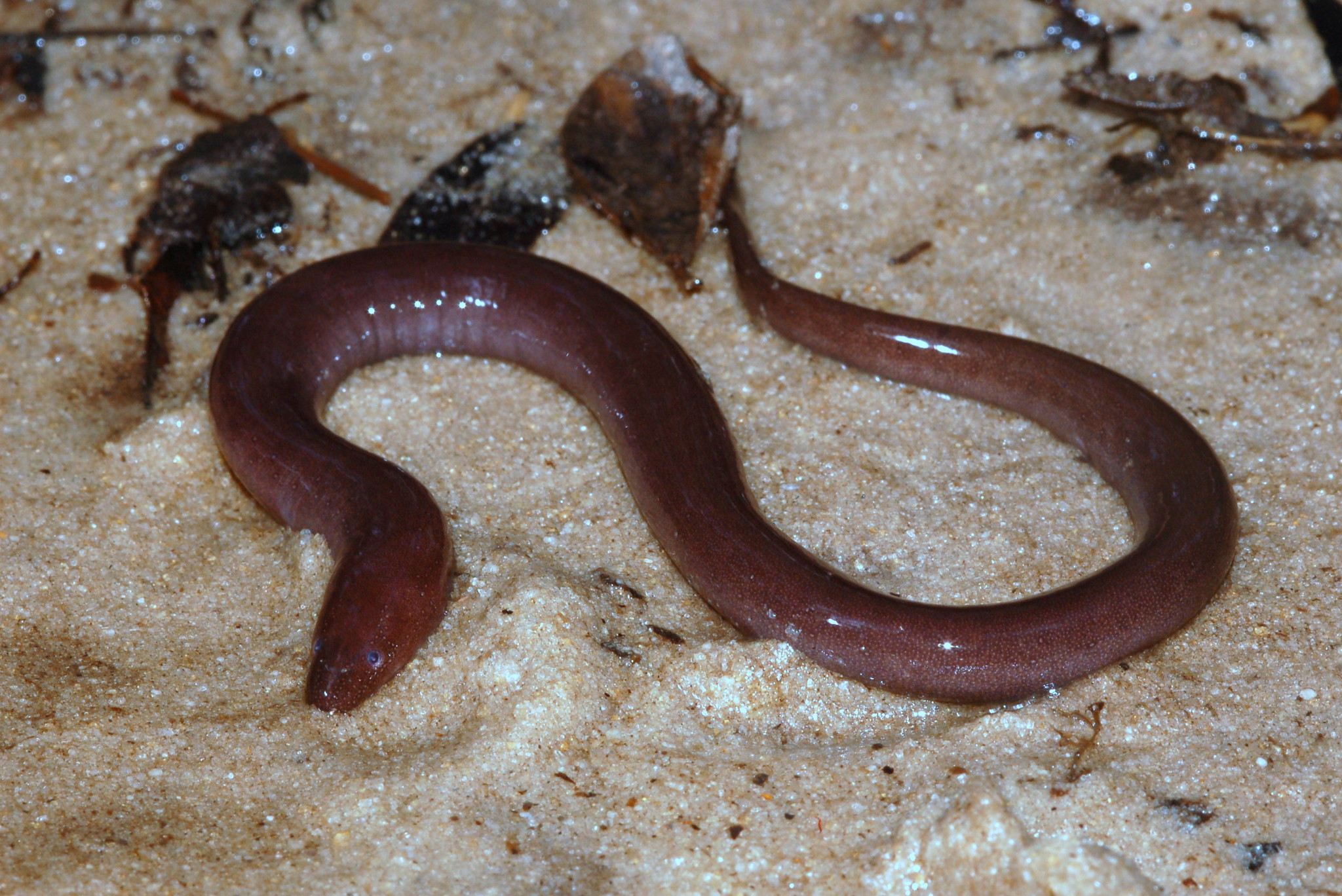 Amphiuma pholeter Neill, 1964