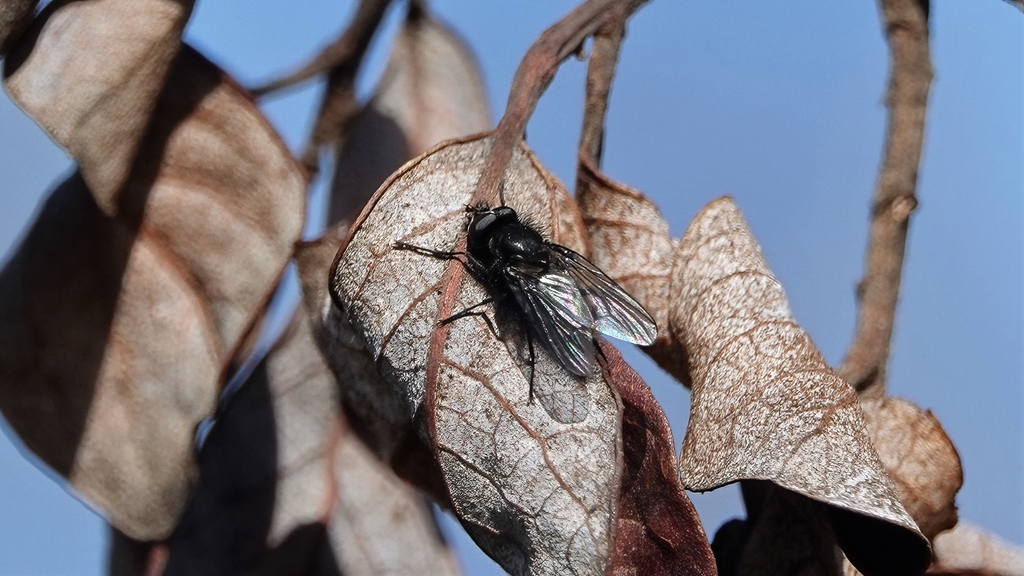 Muscoid Flies from Nanaimo, BC, Canada on February 17, 2022 at 02:02 PM ...