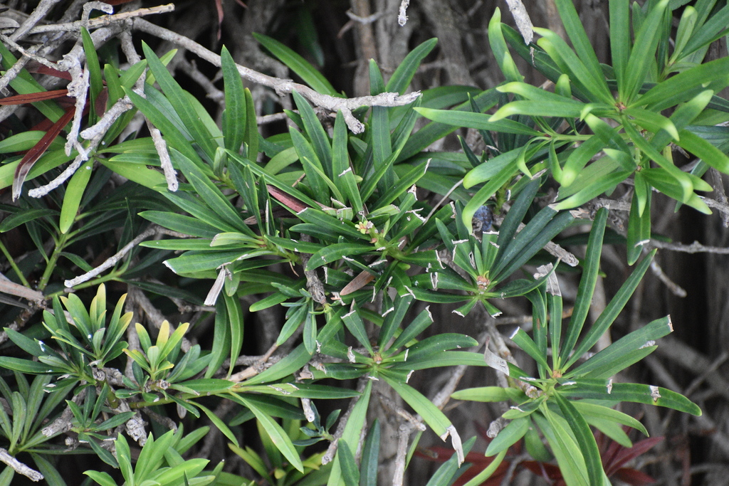 kusamaki from Warwick Parish, Bermuda on February 17, 2022 at 06:58 PM ...