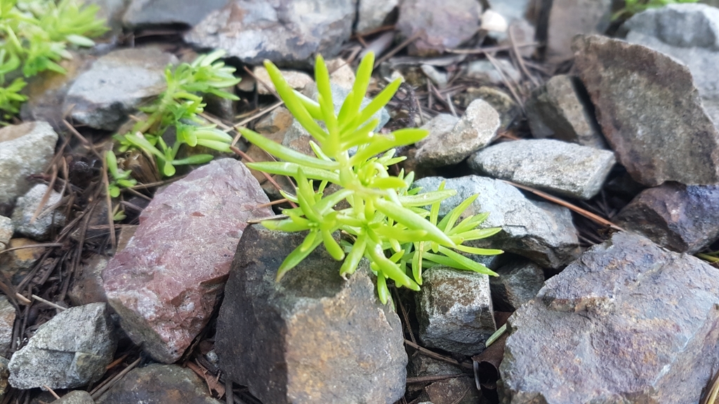 Mexican Stonecrop from Linwood, Christchurch, New Zealand on February ...