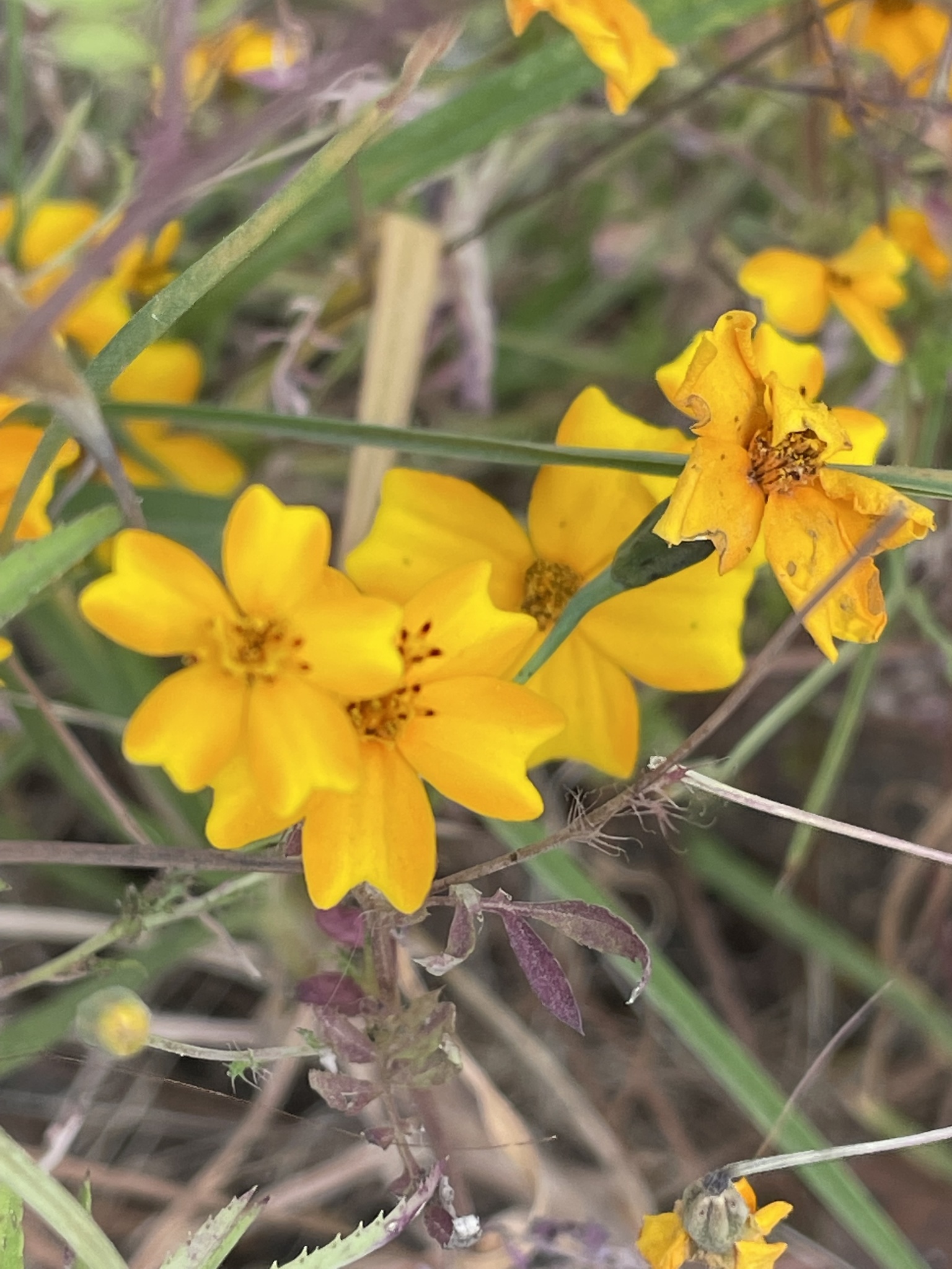 Tagetes tenuifolia Cav.