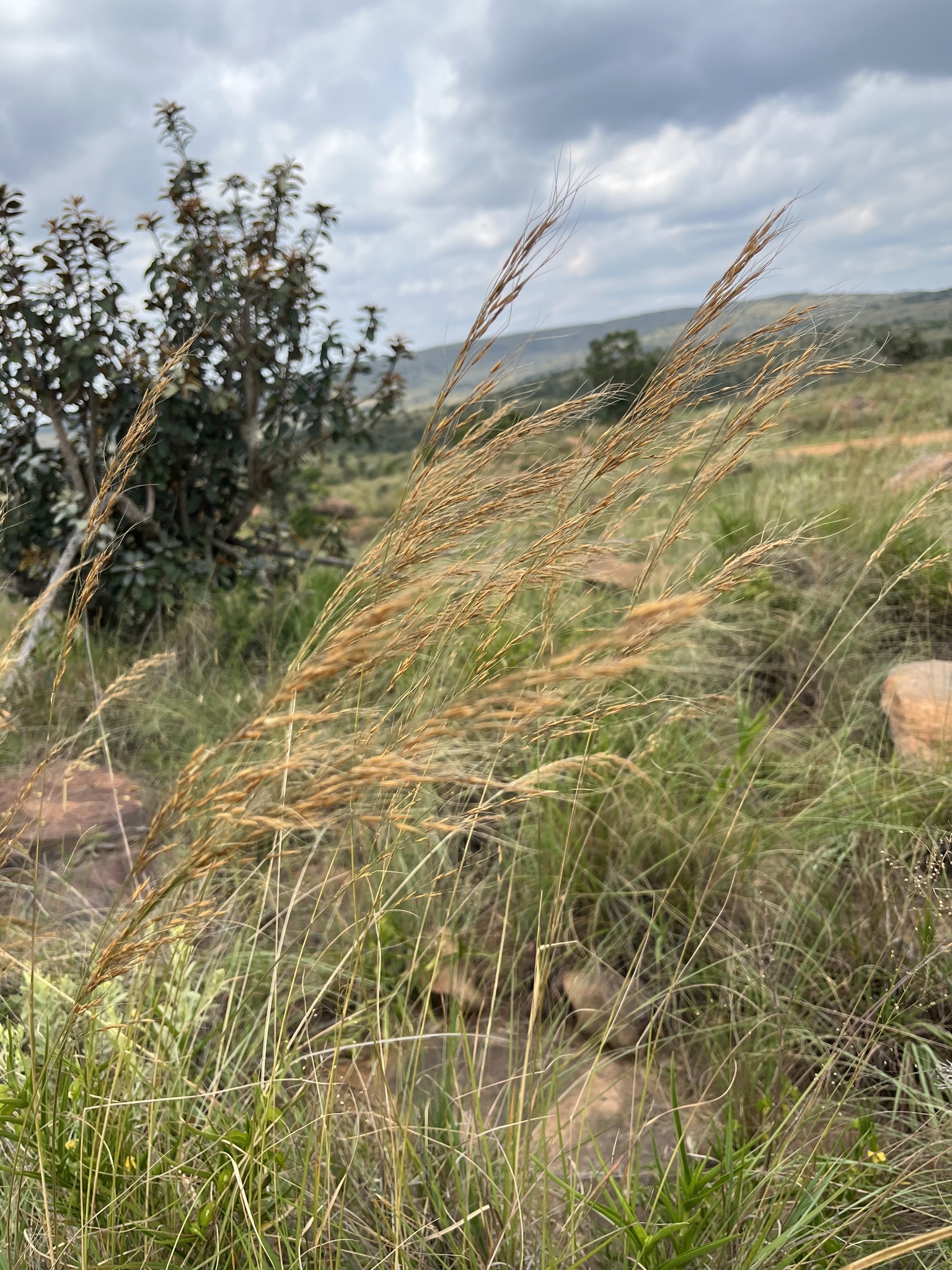 Loudetia simplex (Nees) C.E.Hubb.