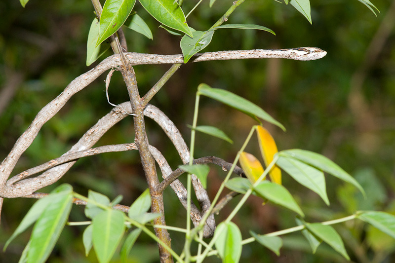 Twig Snake (Thelotornis capensis) - Snakes and Lizards