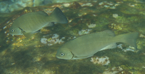 Rock Blackfish (Fishes of Cabbage Tree Bay Aquatic Reserve, Sydney ...