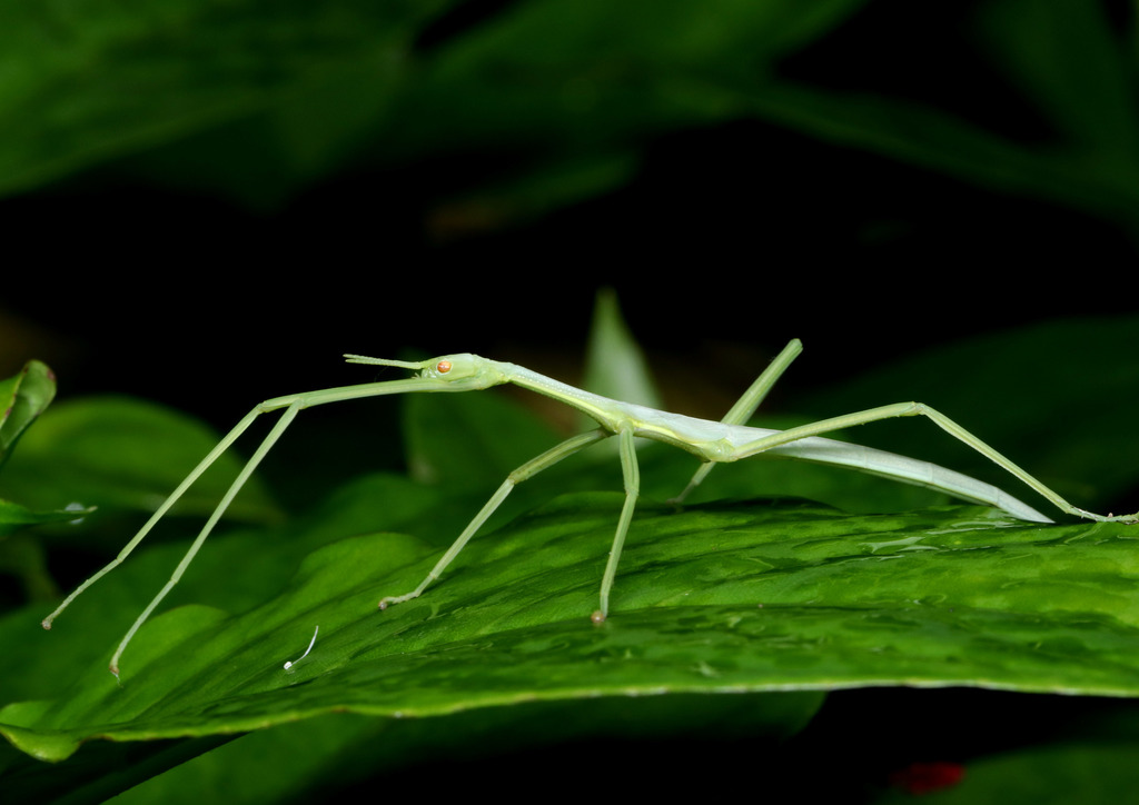 Spur Legged Phasmid in February 2022 by juliegraham173 · iNaturalist