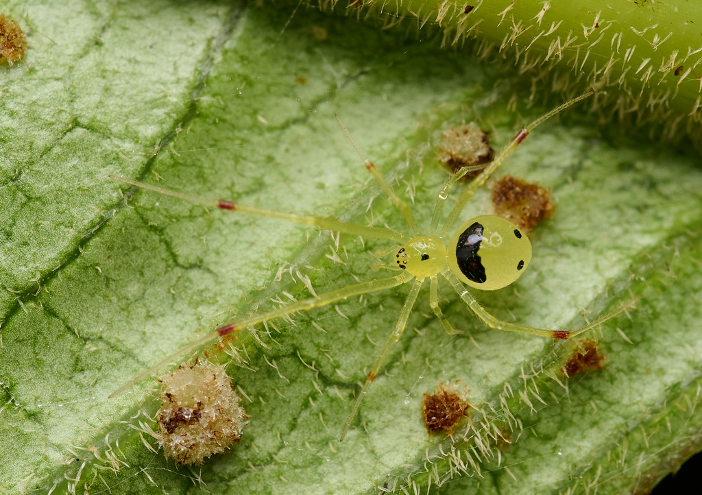 Hawaiian Happyface Spider in February 2022 by Tony Iwane · iNaturalist