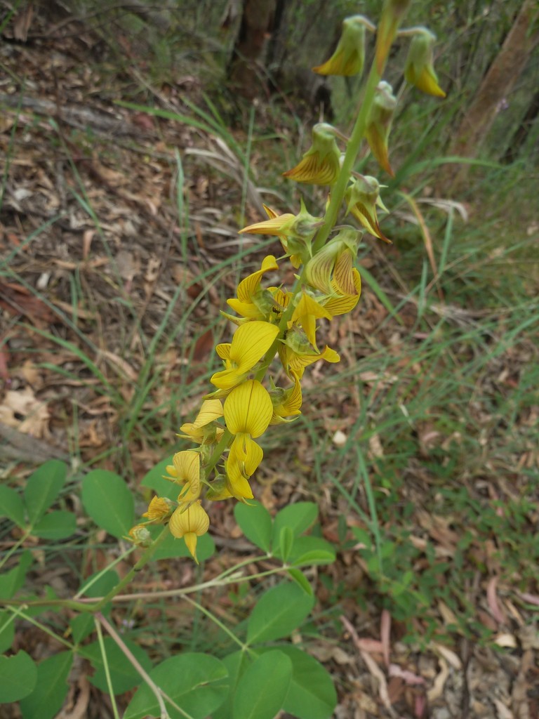 Streaked Rattlepod from Mount Coot-Tha QLD 4066, Australia on February ...