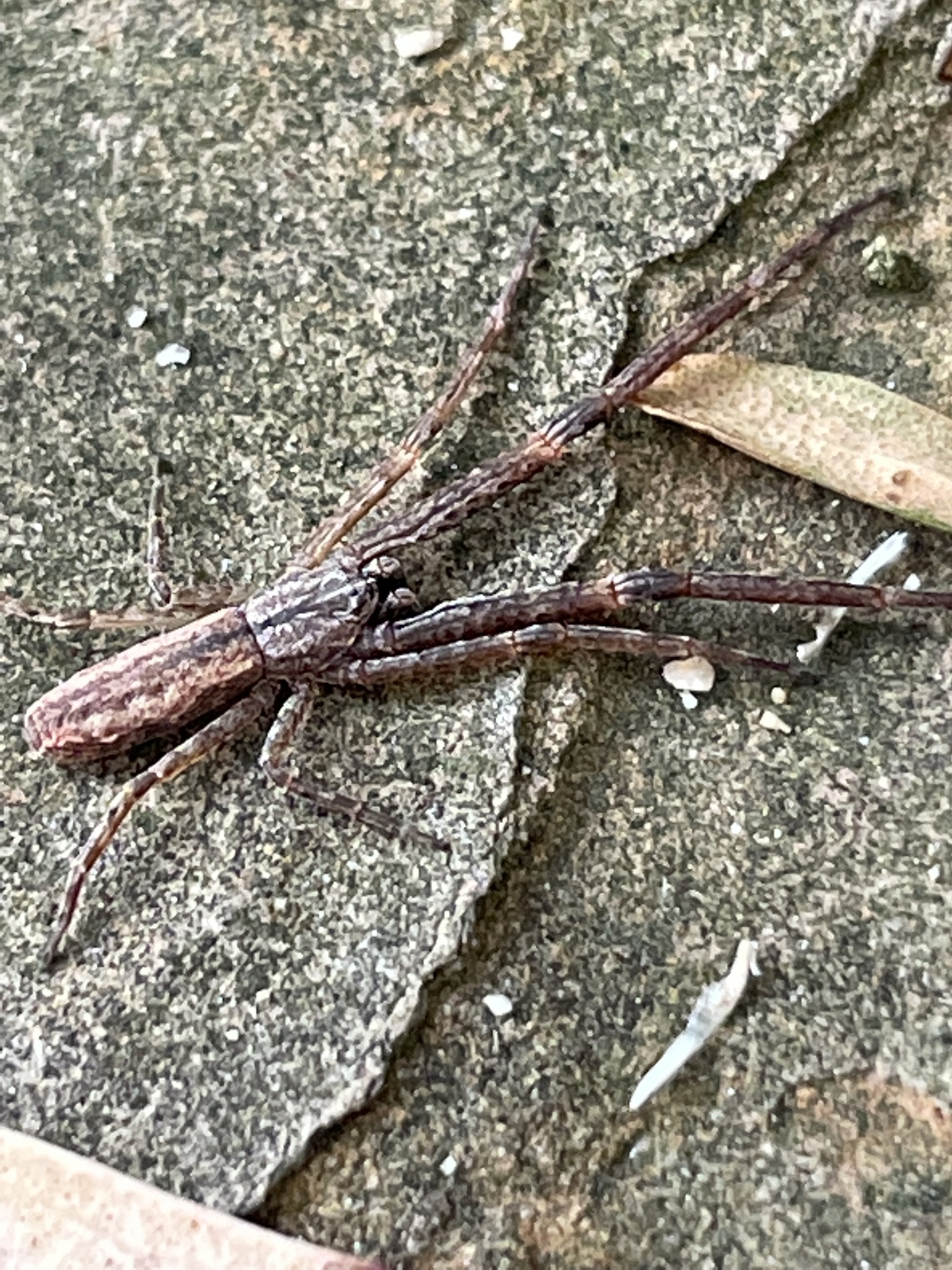 Synalus angustus (L.Koch, 1876)