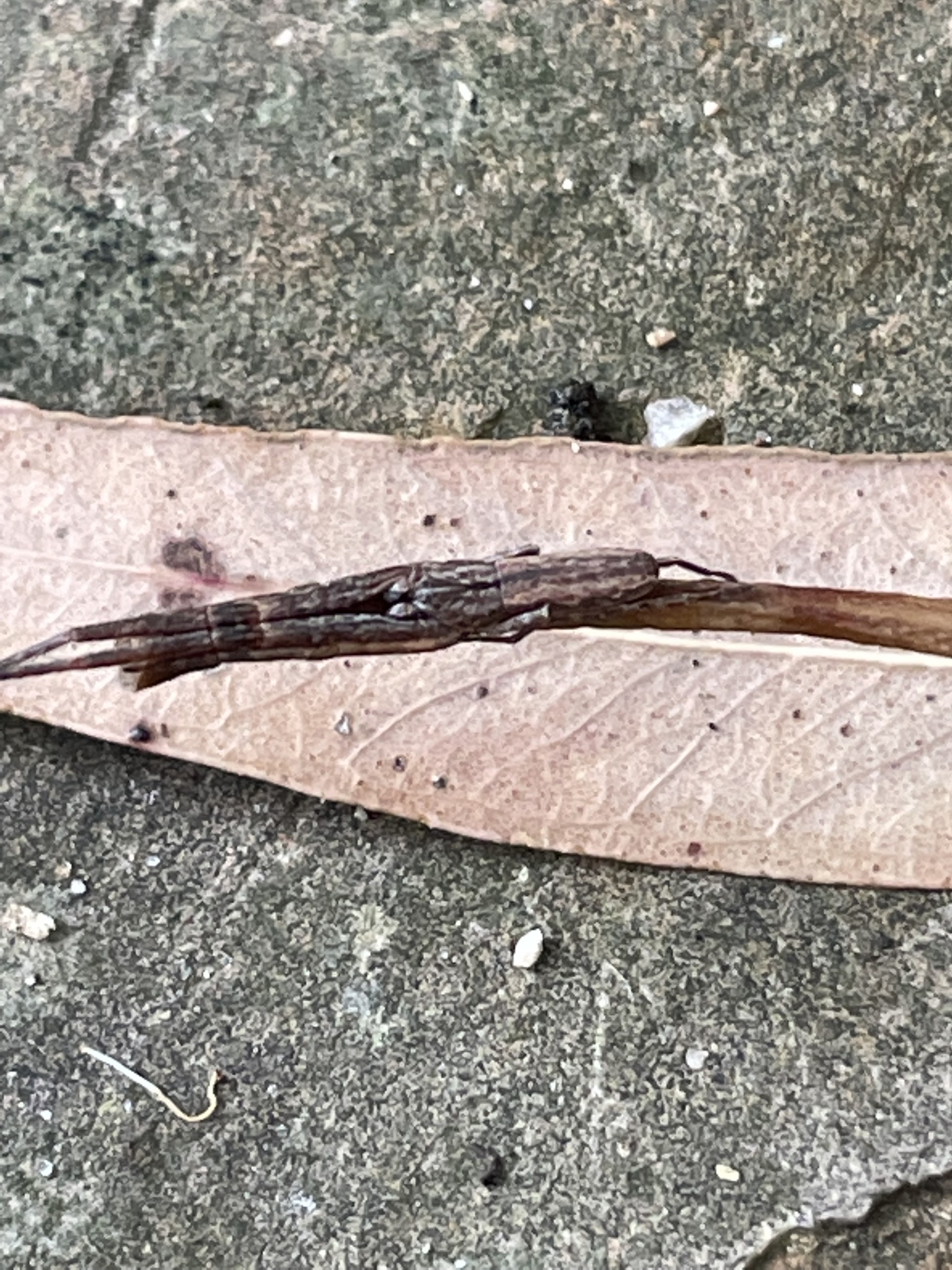 Synalus angustus (L.Koch, 1876)