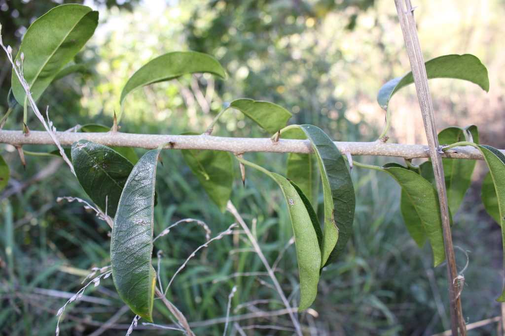 Cockspur Thorn from Ma Ma Creek QLD 4347, Australia on June 11, 2014 at ...