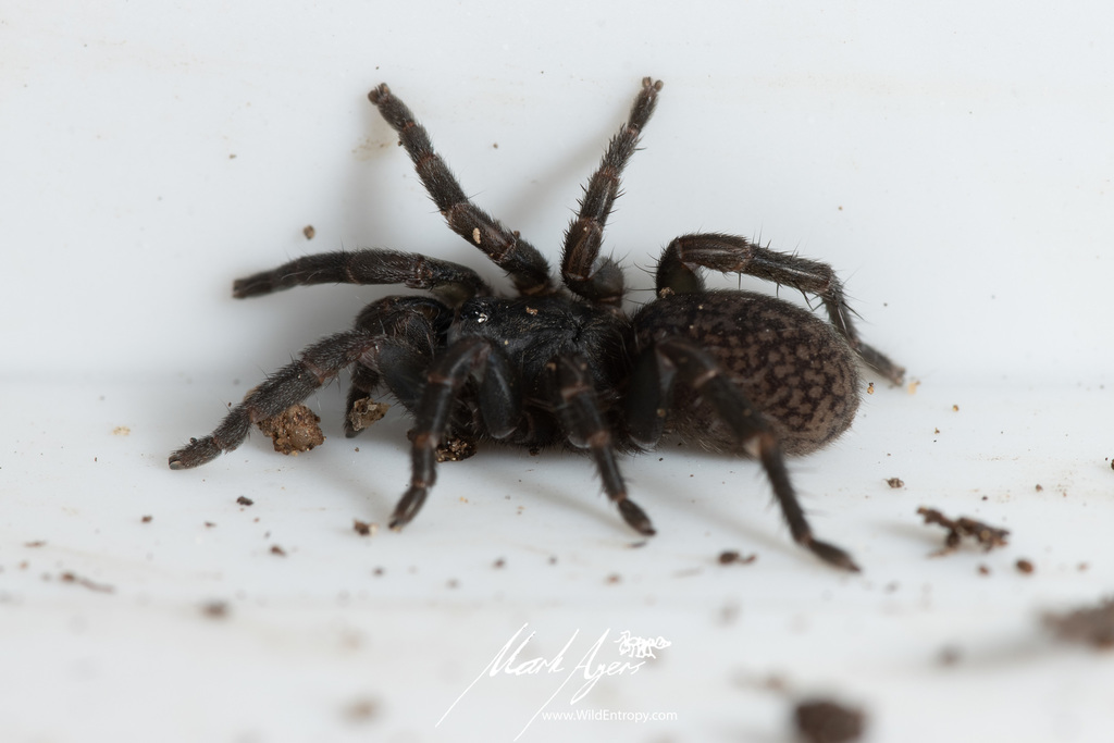 Jakara Brush-footed Spider from Brisbane QLD, Australia on February 15 ...
