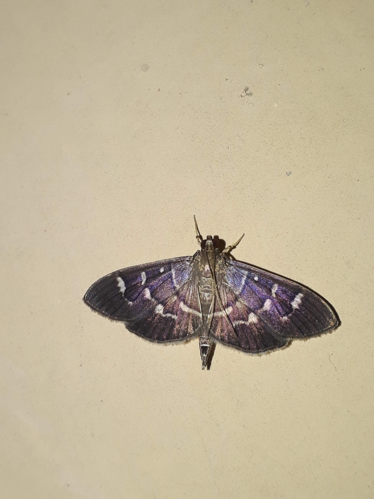 Pearl Moths from Mulgund Colony, Sirsi, Karnataka 581402, India on ...