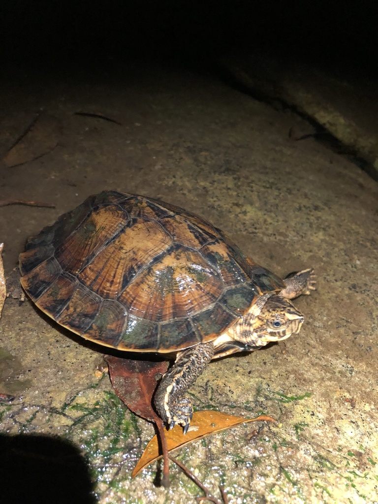 Striped Leaf Turtle in February 2022 by Andrey Bragin · iNaturalist