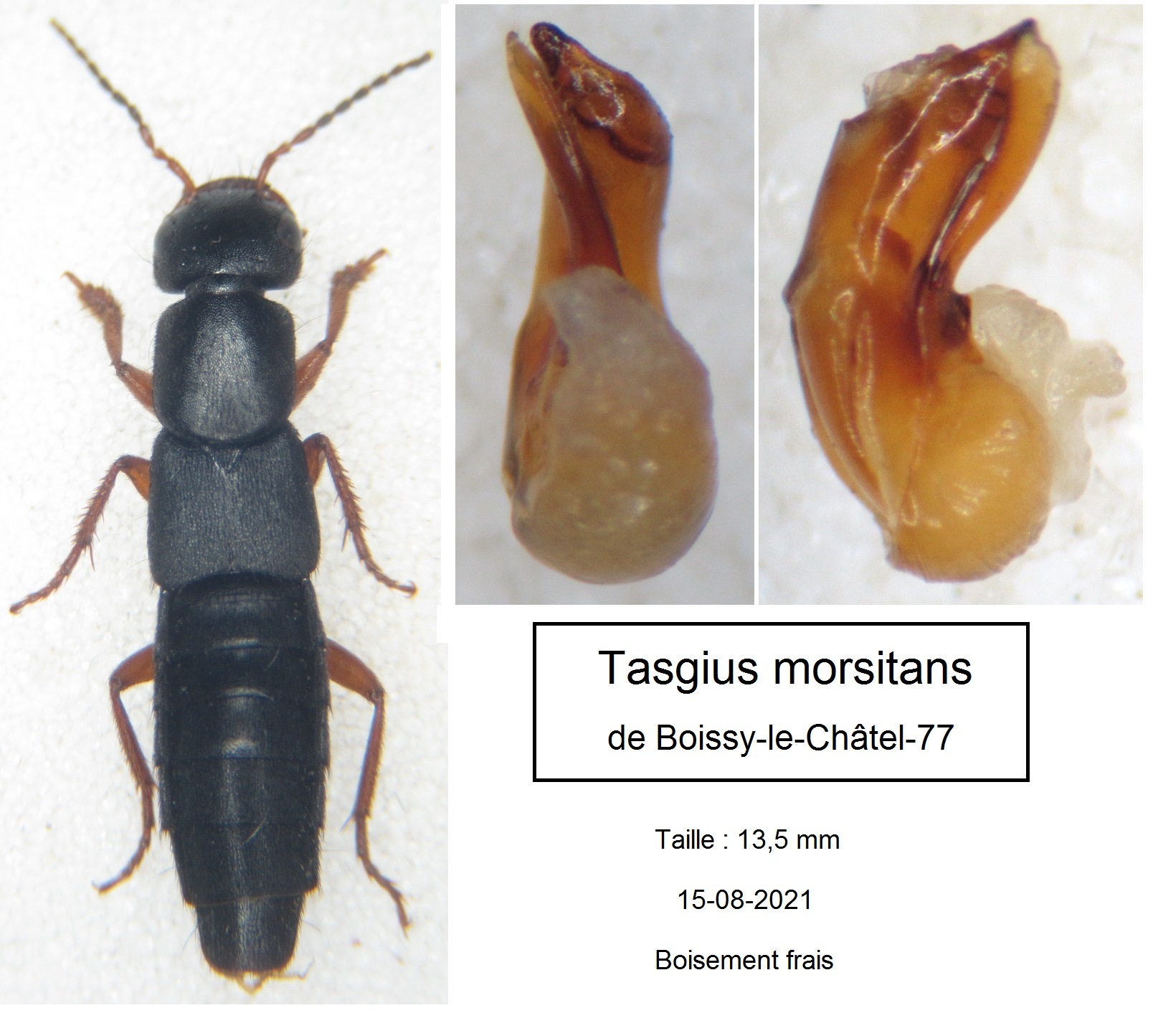 Tasgius morsitans (P.Rossi, 1790)