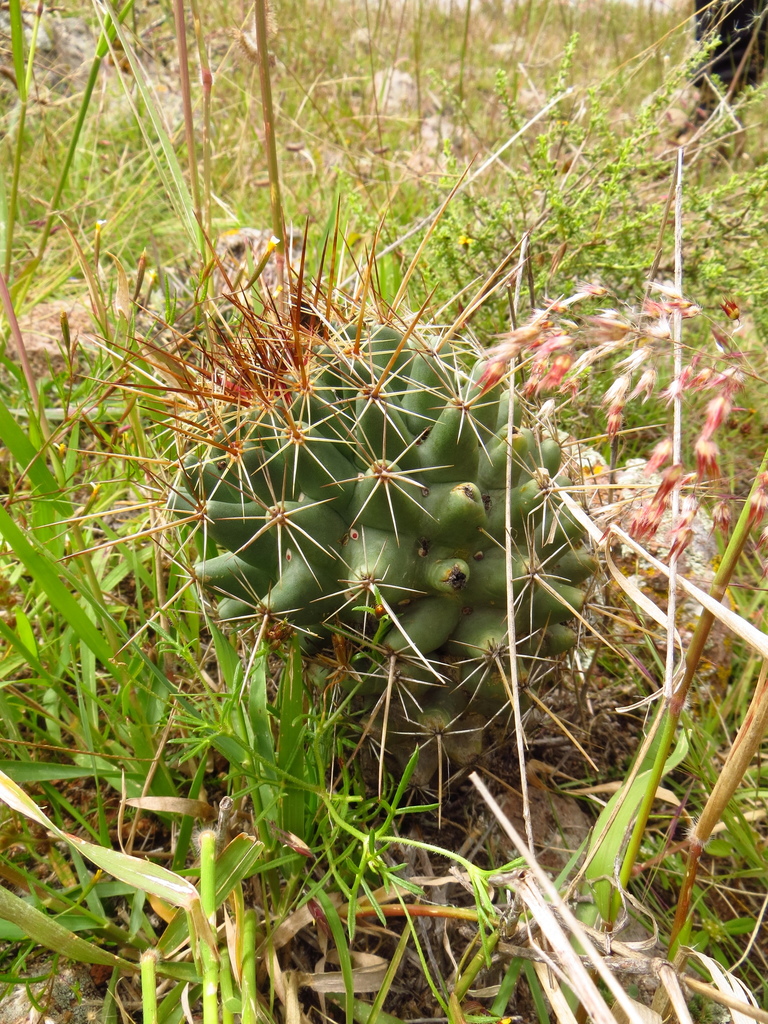 Coryphantha octacantha from Cadereyta de Montes, MX-QE, MX on September ...
