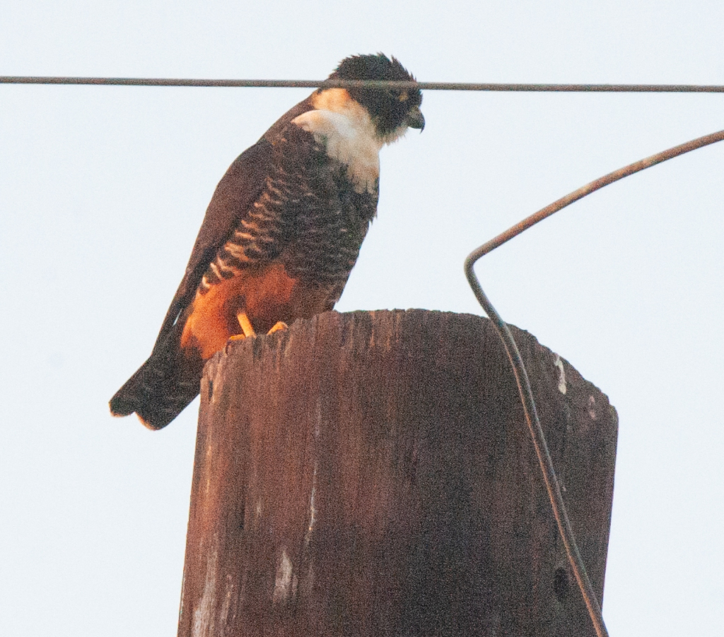 Bat Falcon from Blue Goose Ln, Alamo, TX, US on February 16, 2022 at 06 ...