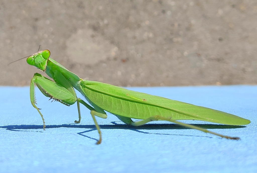 Rhombomantis from Shillong on November 9, 2021 at 01:45 PM by Batriti ...