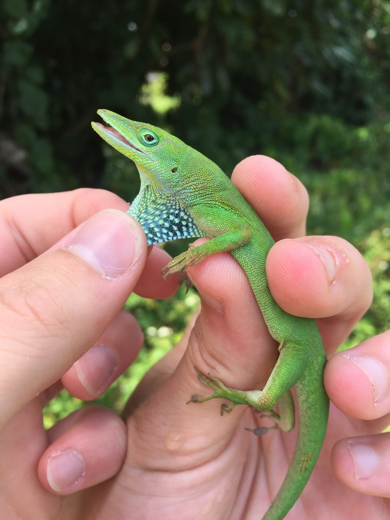 Hispaniolan Green Anole in May 2021 by Delton Howard · iNaturalist
