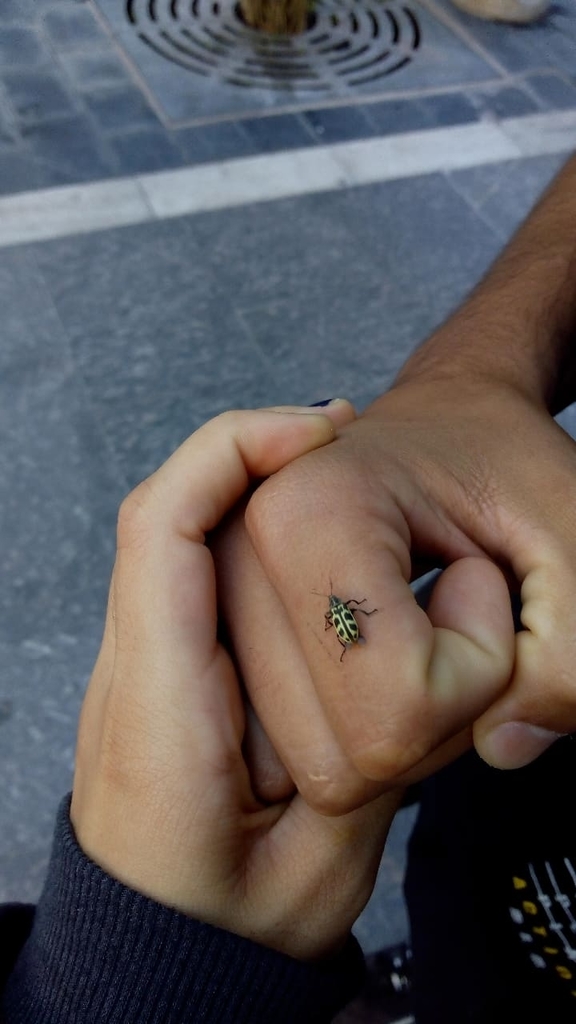 Spotted Maize Beetle from X5022 Córdoba, Argentina on February 13, 2022 ...
