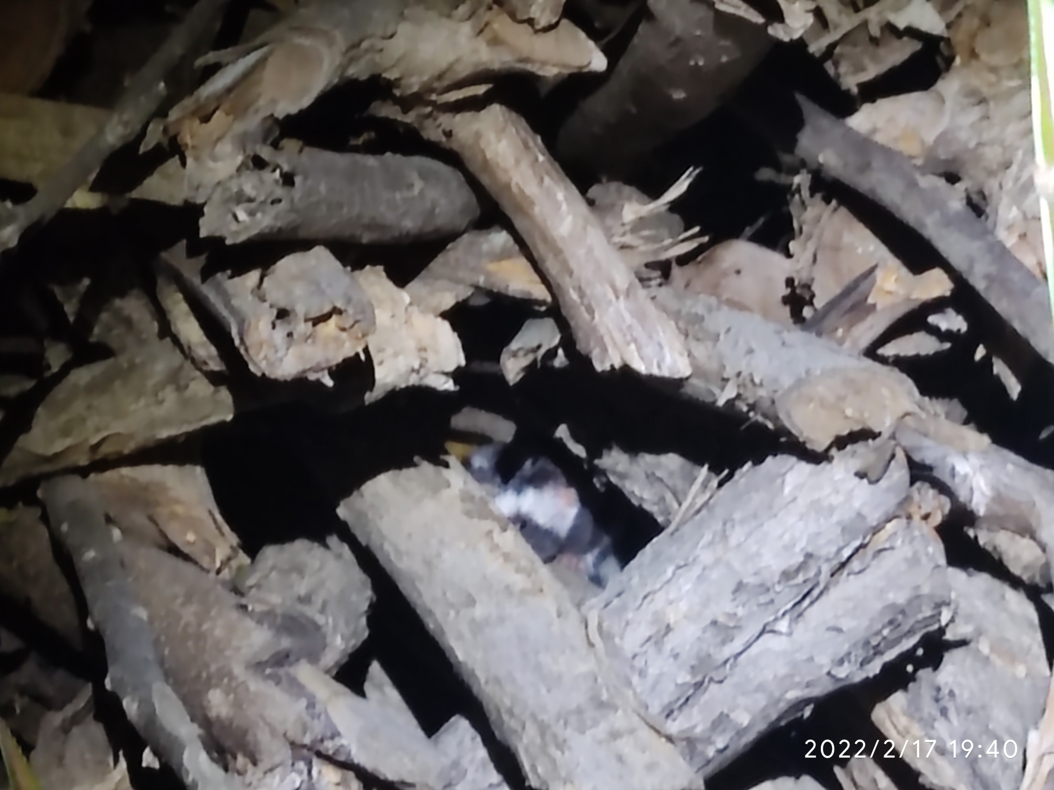 Spilogale pygmaea Thomas, 1898