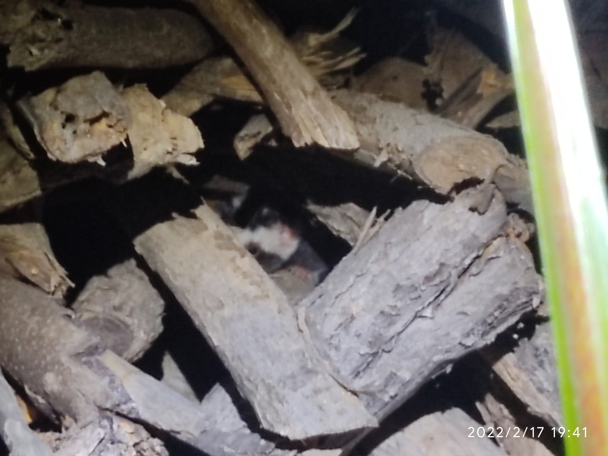 Spilogale pygmaea Thomas, 1898