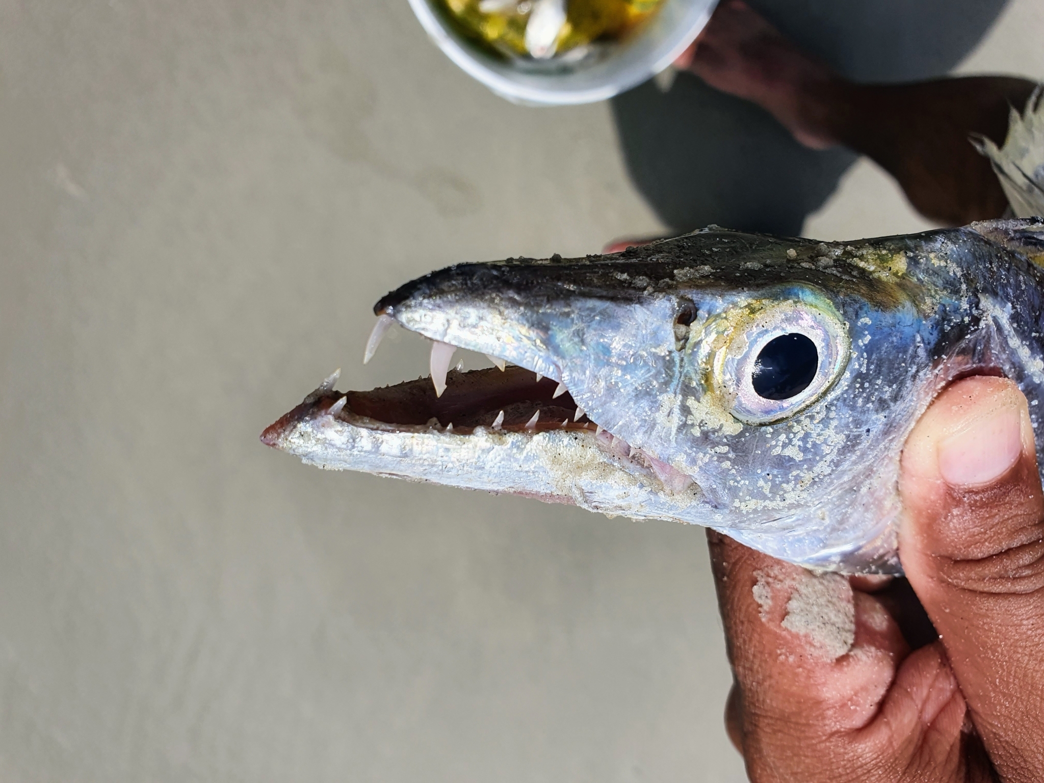 Trichiurus lepturus Linnaeus, 1758