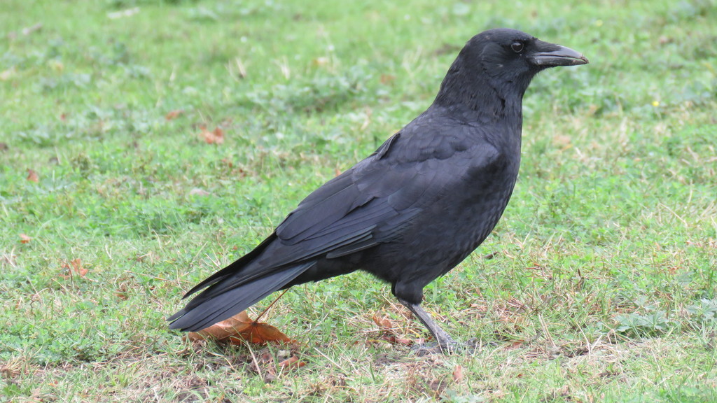 American Crow from Barrhaven West - Old Barrhaven, Ottawa, ON K2J ...