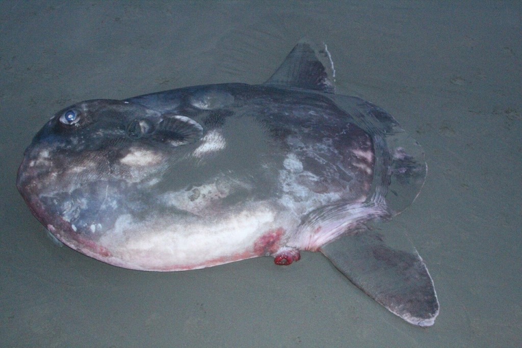 Hoodwinker Mola (Mola tecta) - Marine Life Identification