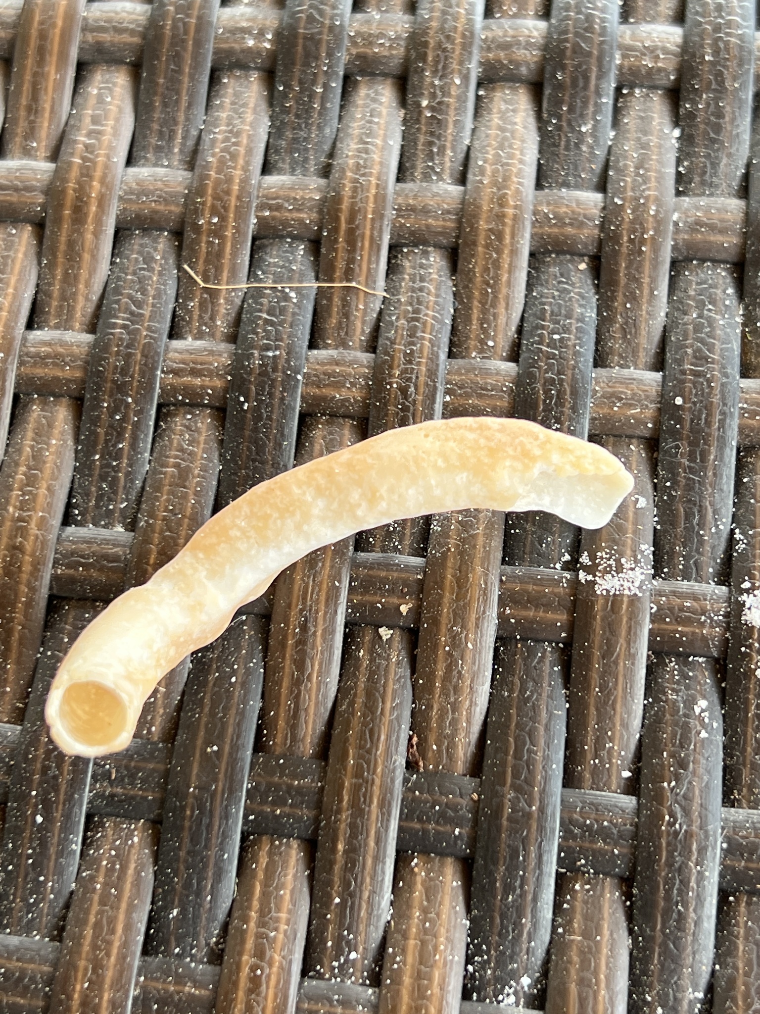 Vermicularia knorrii (Deshayes, 1843)