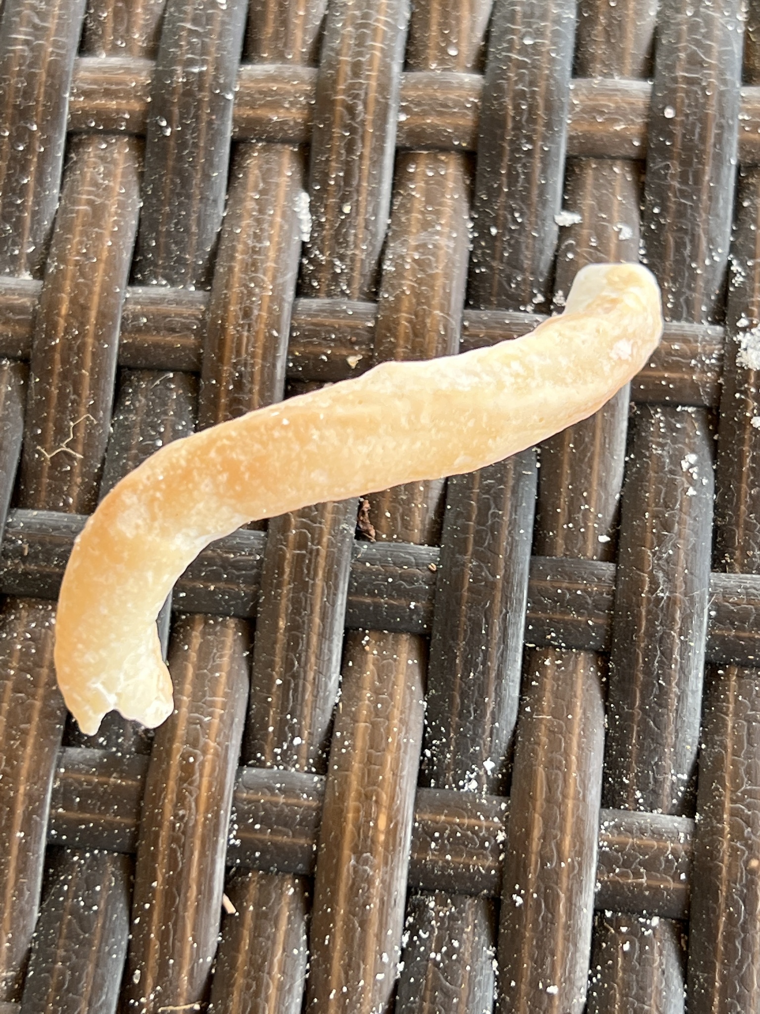 Vermicularia knorrii (Deshayes, 1843)