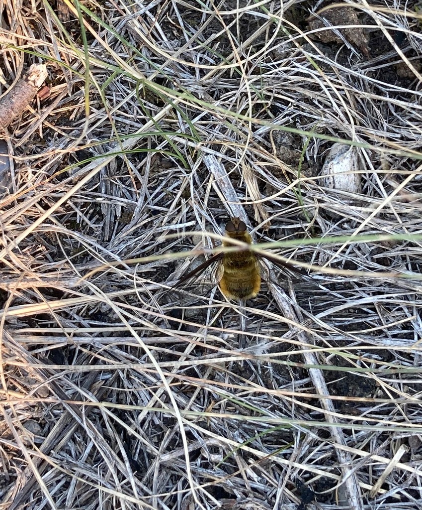 Bee Flies from Northeast Calgary, Calgary, AB, Canada on July 24, 2021 ...