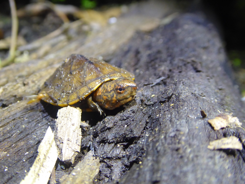 Tabasco Mud Turtle from Calakmul Municipality, Campeche, Mexico on July ...