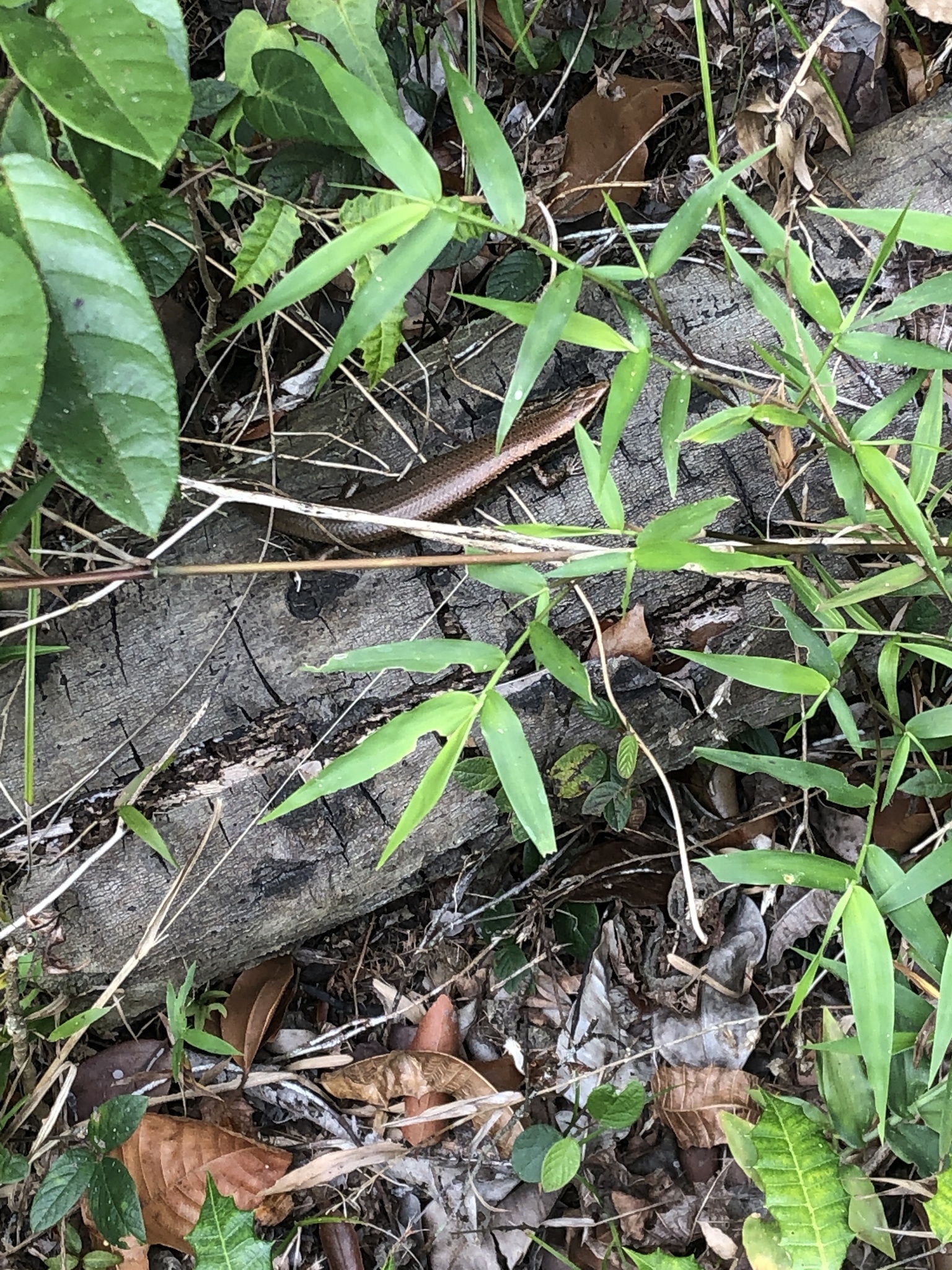 Spondylurus Fitzinger, 1826