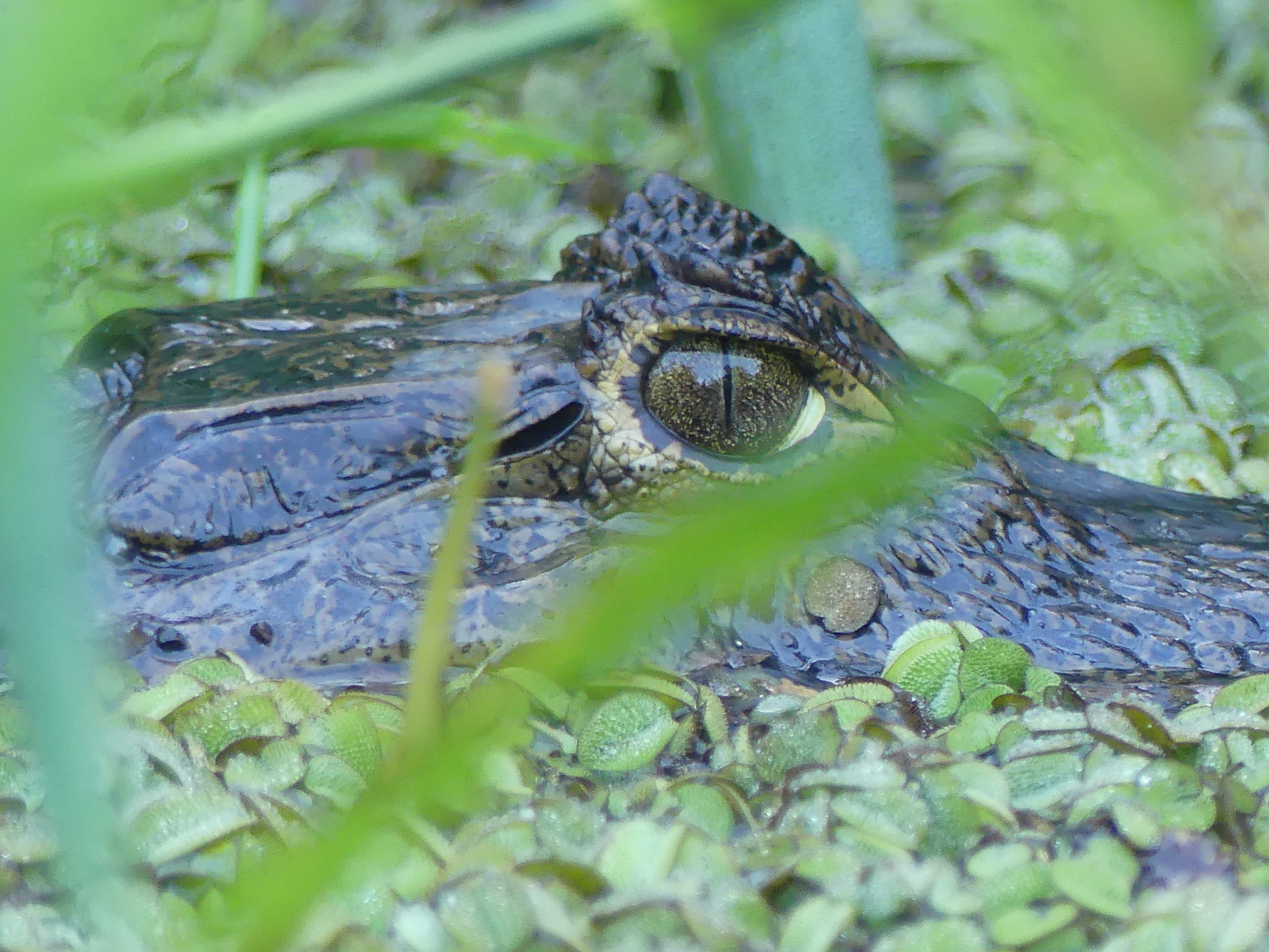 Caiman crocodilus fuscus (Cope, 1868)