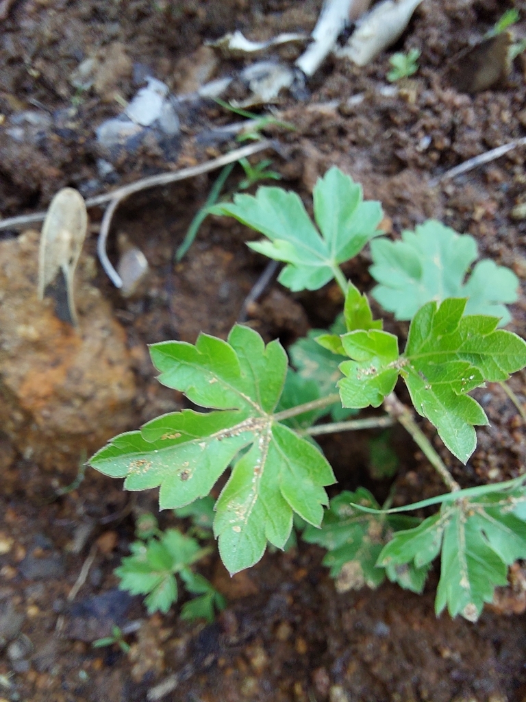Mountain False Parsleytree from Sisonke, ZA-NL, ZA on February 18, 2022 ...