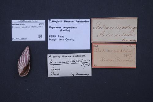 Mesembrinus vespertinus · iNaturalist