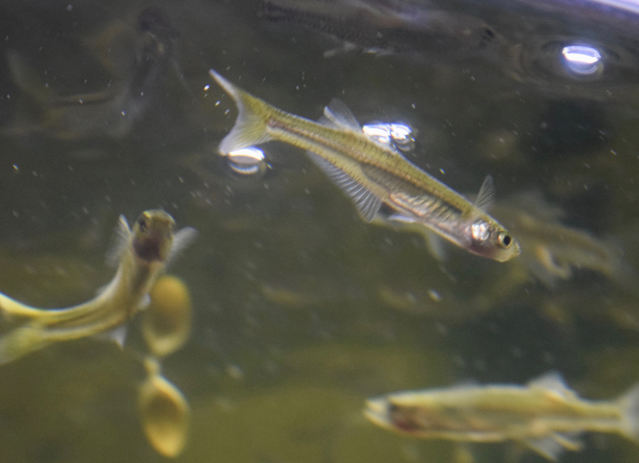 Chirostoma Swainson, 1839