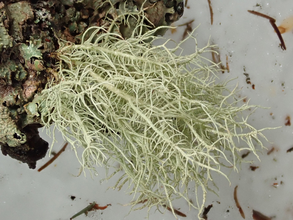 Fishbone Beard Lichen from г. Химки, Московская обл., Россия on ...