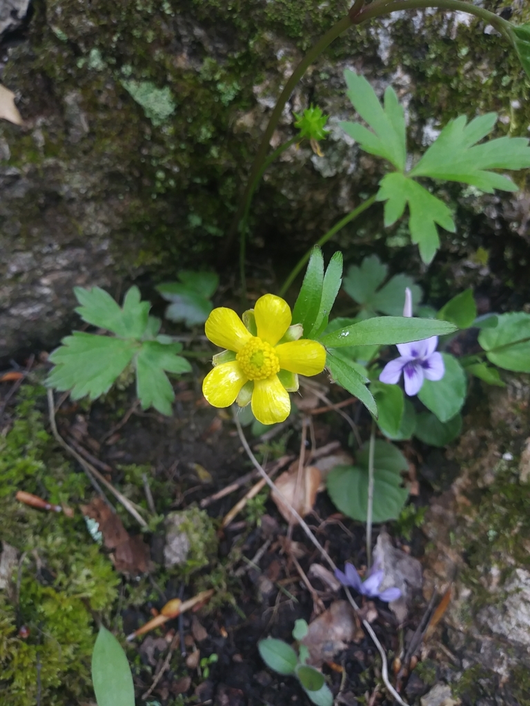 buttercups from Blair County, US-PA, US on May 12, 2018 at 01:19 PM by ...
