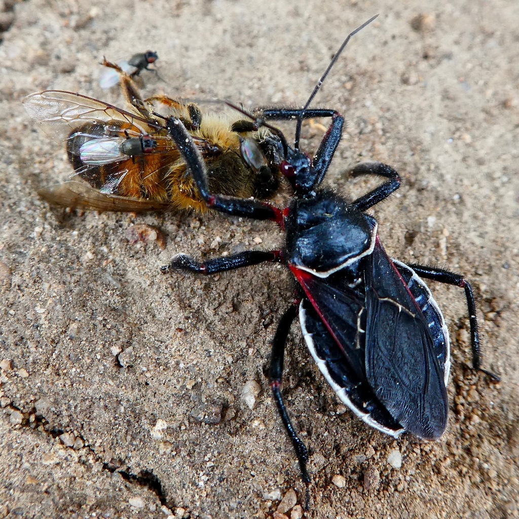 California Bee Assassin from Chatsworth, Los Angeles, CA, USA on May 14 ...