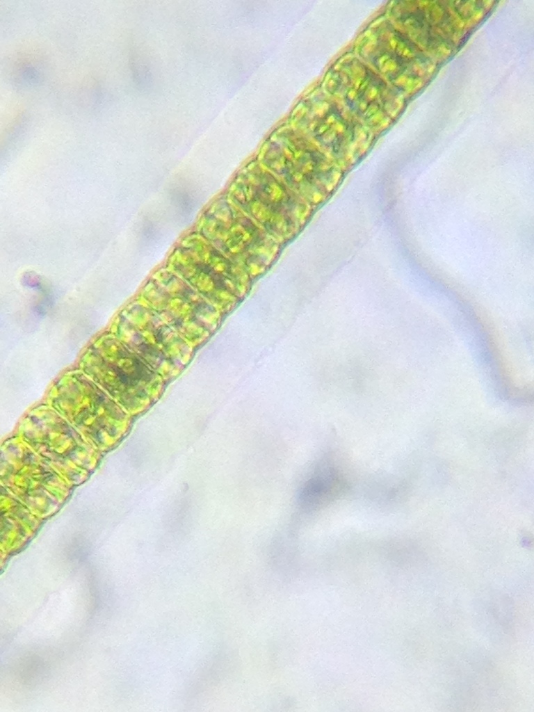 Hyalotheca dissiliens from Strathcona, BC, Canada on February 15, 2022 ...