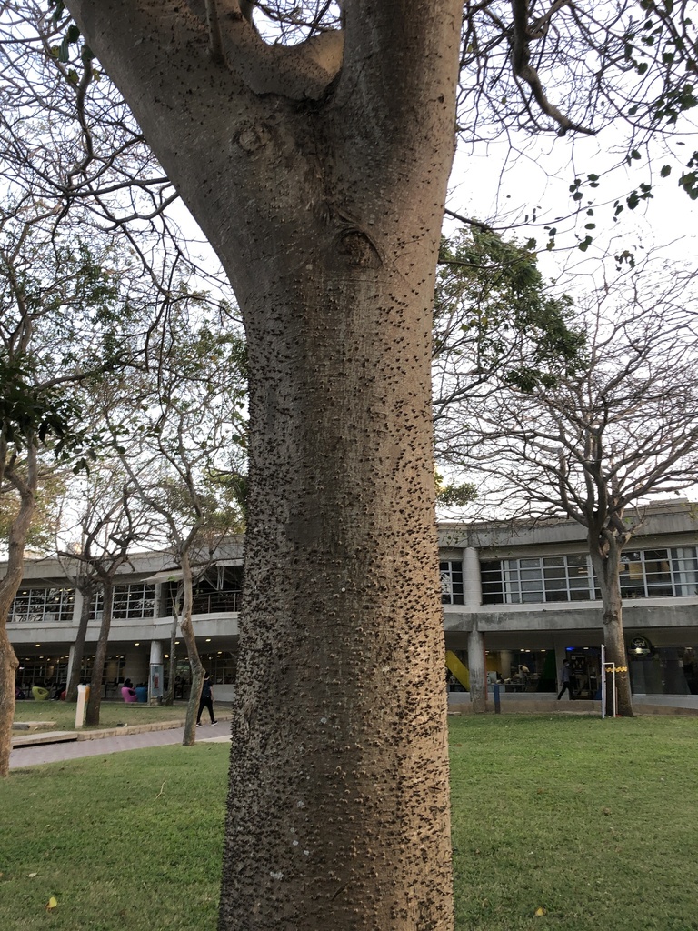 Sandbox Tree from Universidad del Norte, Barranquilla, Atlántico, CO on ...